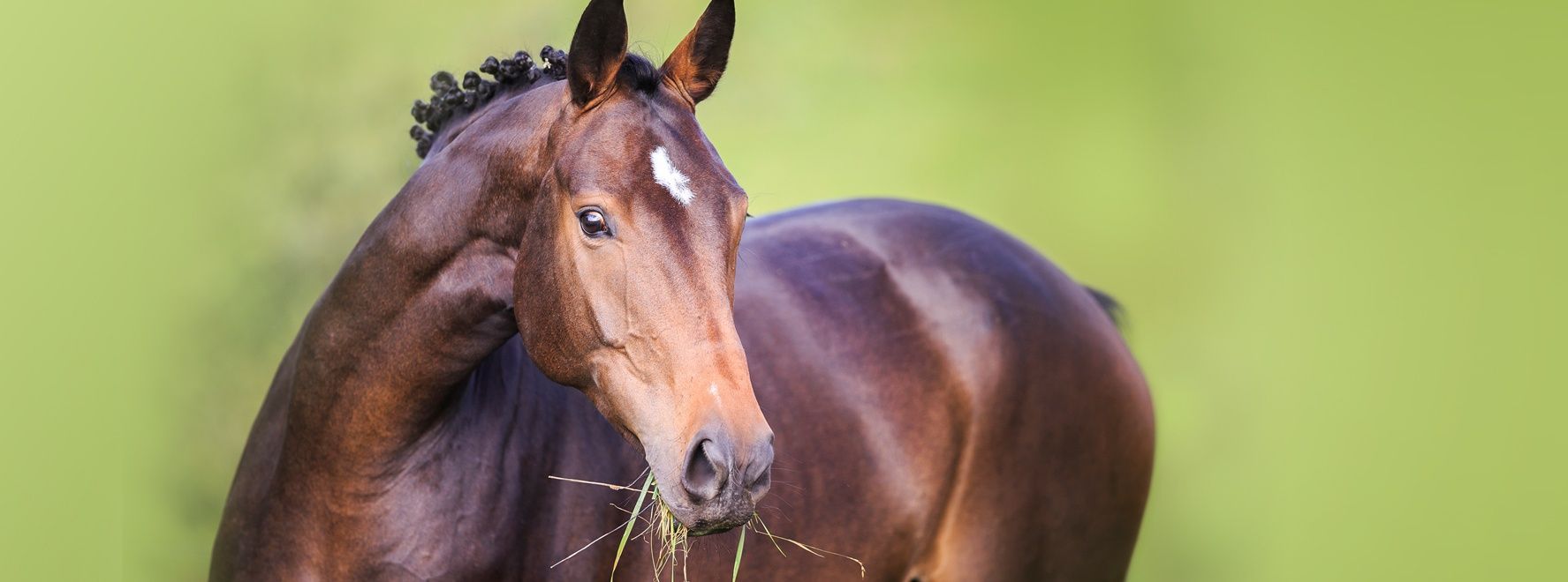 Futter für dein Pferd bestellen | pferdefutter.de