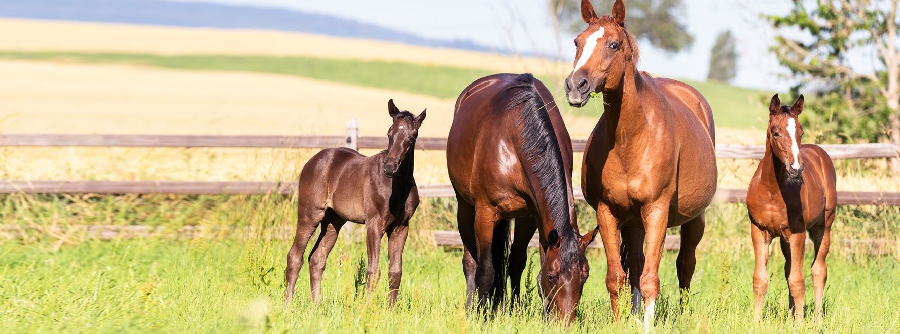 Futter für dein Pferd bestellen | pferdefutter.de