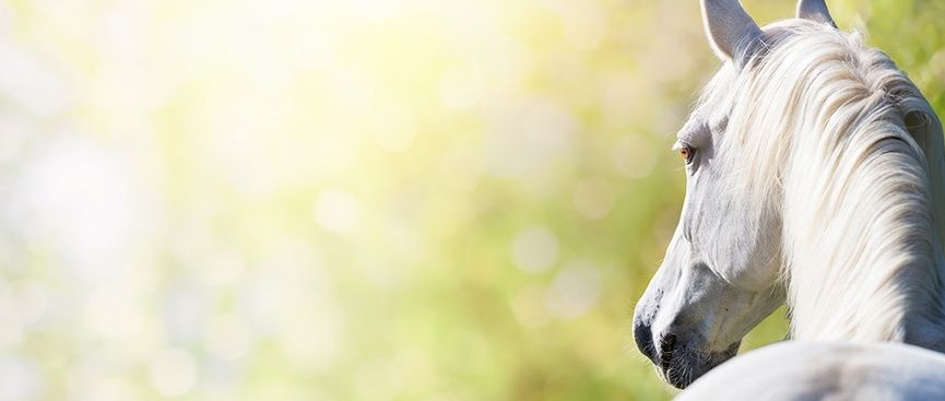 Futter für dein Pferd bestellen | pferdefutter.de